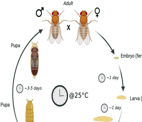 Pest - Flies - Hitotsu Pest Control